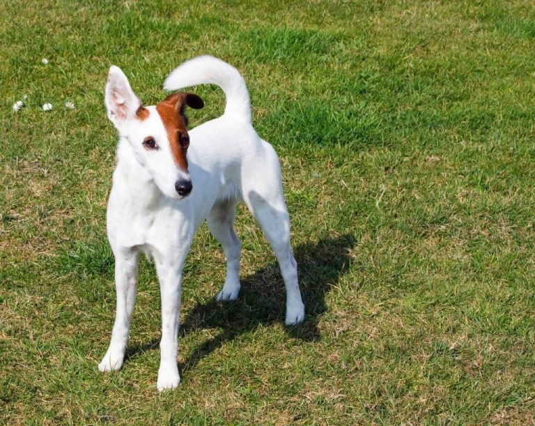 Foxterrier eredete, jellemzői, viselkedése, betegségei * Kutyafajták